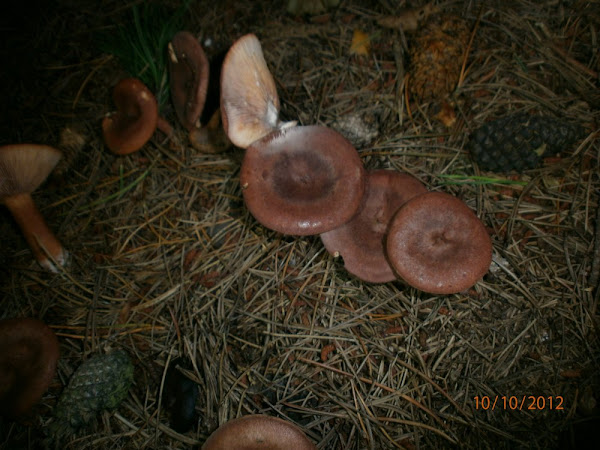 Rufous Milkcap? | Project Noah