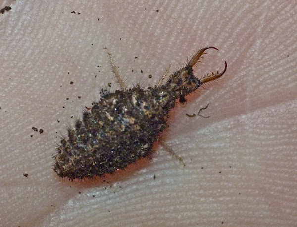 Antlion larva & nest | Project Noah