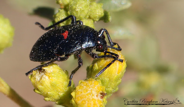 Bordered Plant Bug nymph | Project Noah