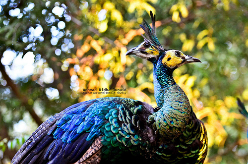 The Green Peafowl | Project Noah
