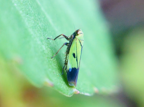 Green Rice Leafhopper | Project Noah