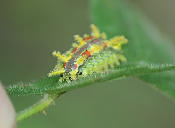 Spiny Oak Slug Moth caterpillar | Project Noah