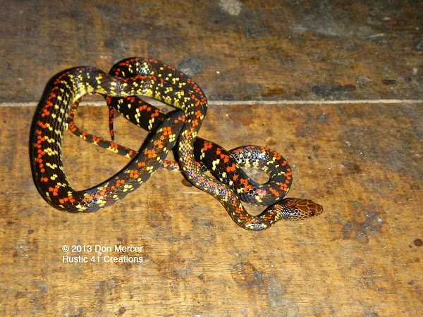 Common liana snake | Project Noah