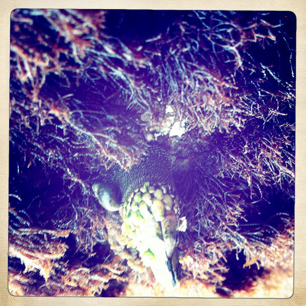 Leaf Barnacle | Project Noah