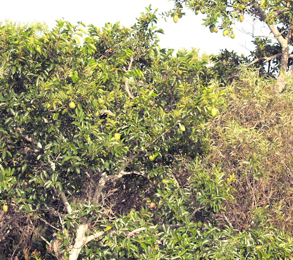 Unknown fruiting tree | Project Noah