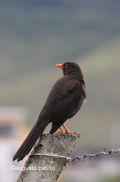 Mirla patinaranja - Great Thrush | Project Noah