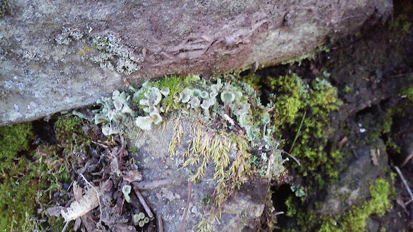Trumpet Lichen/False Pixie Cup | Project Noah