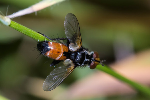 Tachinidae Fly | Project Noah