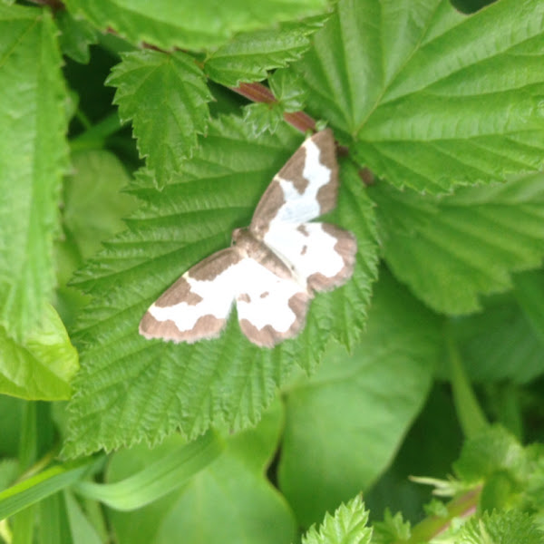 Clouded Border | Project Noah