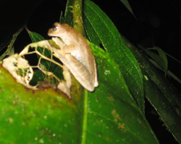Drab Treefrog | Project Noah