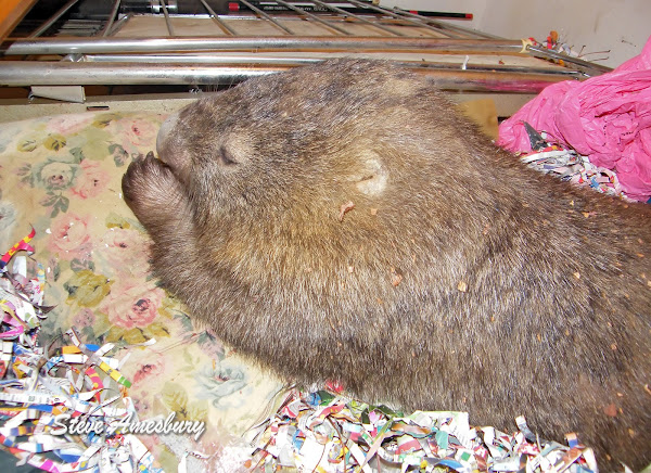 Common Wombat | Project Noah