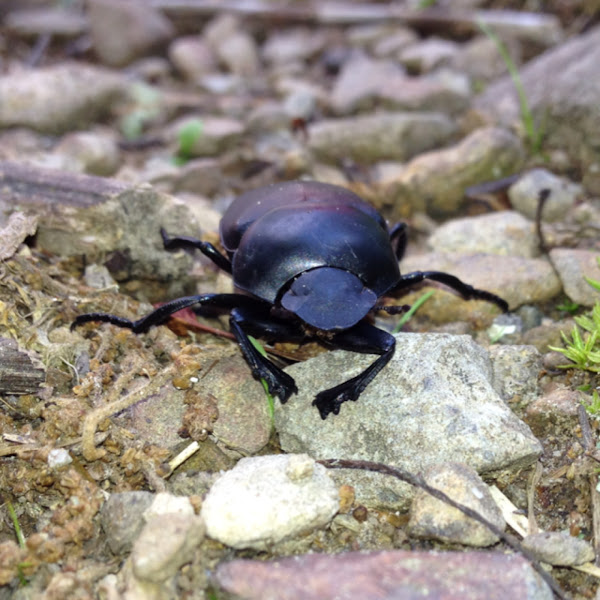 Dung beetle | Project Noah