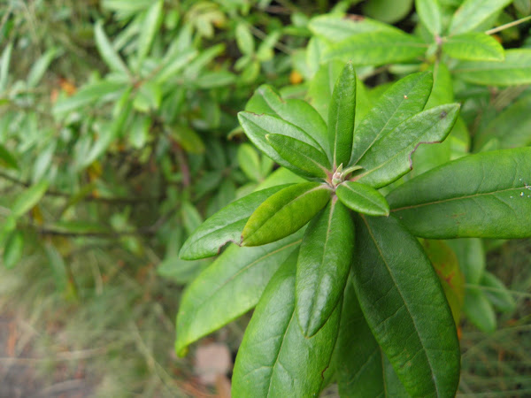 western azalea | Project Noah