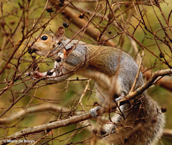 Eastern gray squirrel | Project Noah