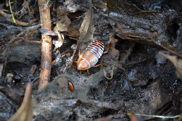 Cape Zebra Cockroach | Project Noah
