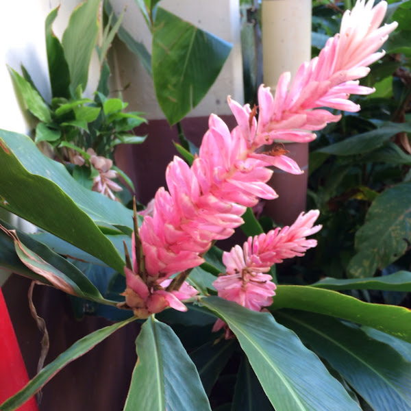 Pink cone ginger | Project Noah