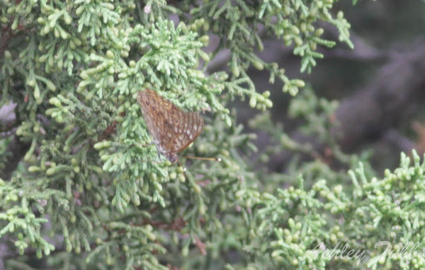 Hackberry Emperor | Project Noah