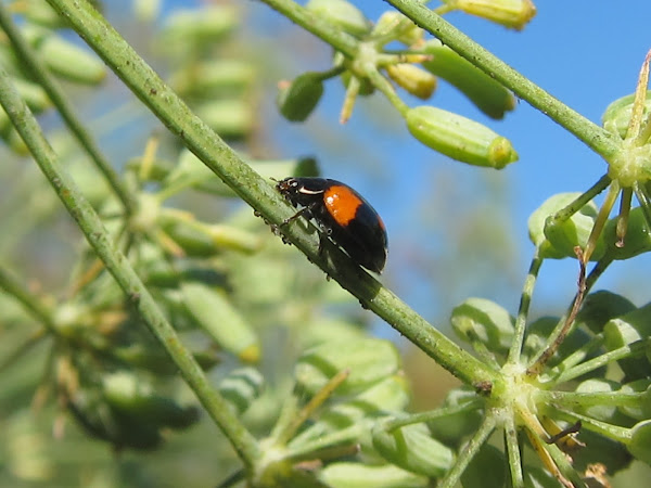 Melanistic Two-Spotted Ladybug | Project Noah