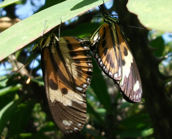 Isabella Longwing, Borboleta do Maracujá(Brazil) | Project Noah