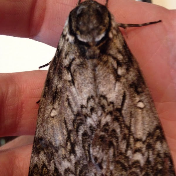 Waved sphinx moth | Project Noah