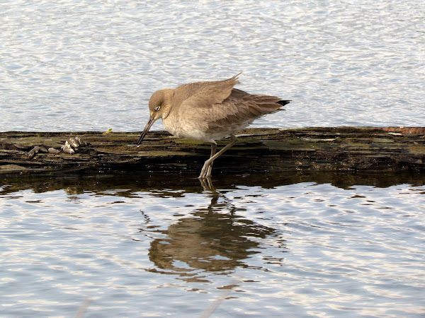 Willet (breeding) | Project Noah