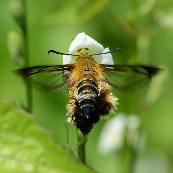 Bee Hawk Moth | Project Noah