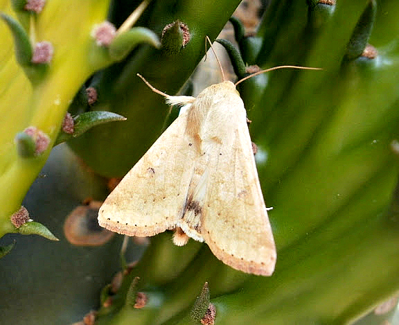 Corn Earworm Moth. | Project Noah