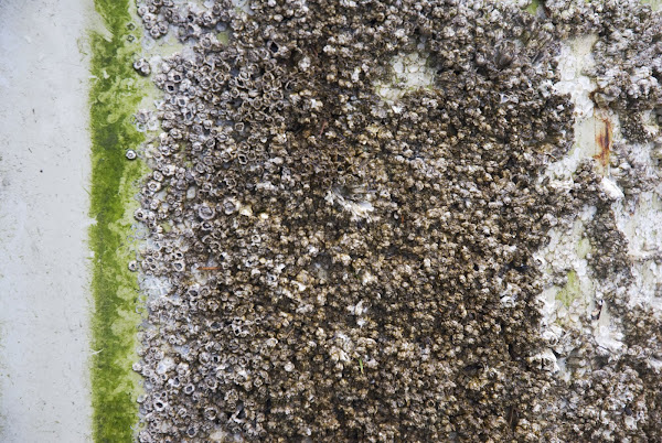 Barnacles | Project Noah