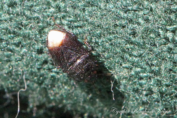 Burrowing Bug | Project Noah