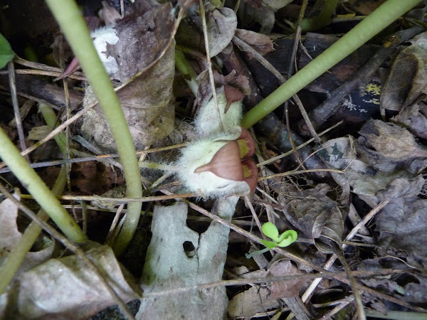 wild ginger | Project Noah