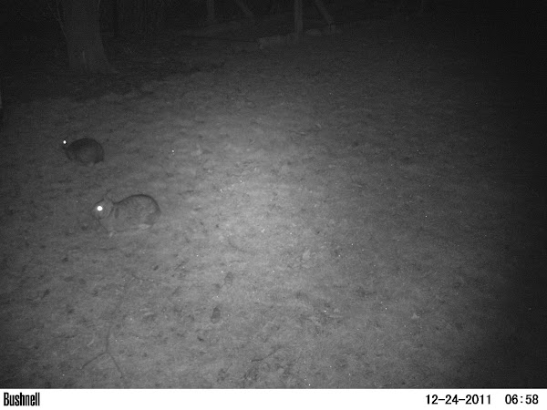 rabbit | Project Noah