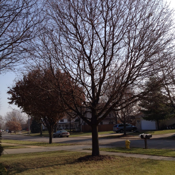 Maple tree | Project Noah