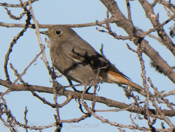 Black Redstart; Colirrojo Tizón | Project Noah