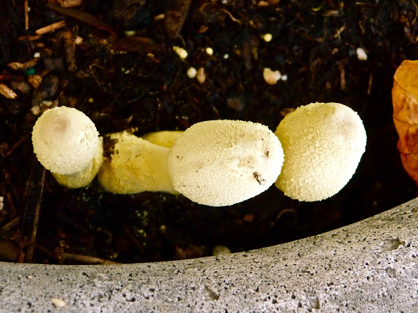 Flowerpot parasol | Project Noah