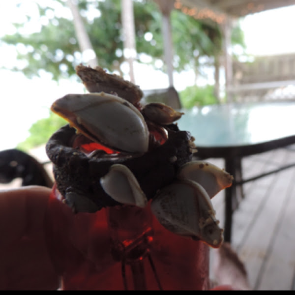 Duck barnacle | Project Noah