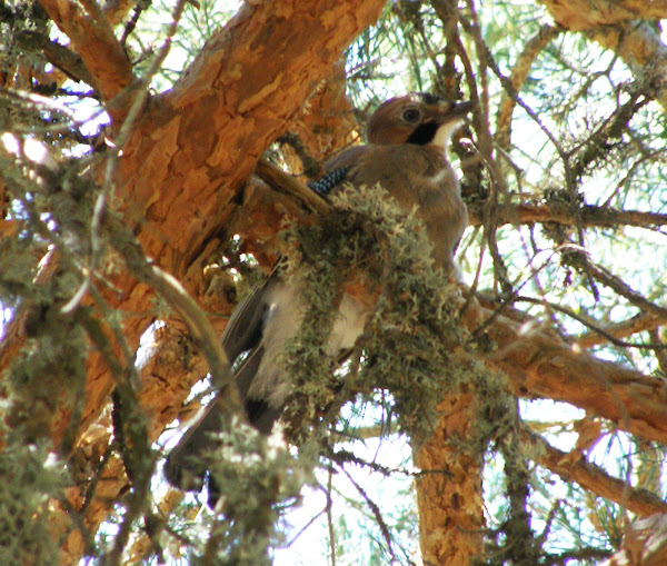 Arrendajo/Eurasian Jay | Project Noah