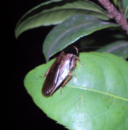 Cockroach | Project Noah