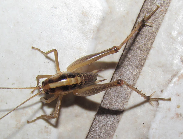 Camel Cricket | Project Noah