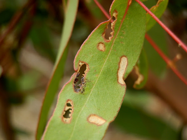 Leaf-roller Weevil | Project Noah