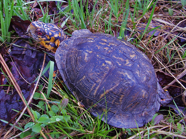 Eastern box turtle | Project Noah