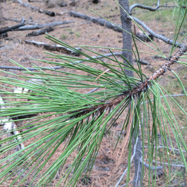 Ponderosa pine | Project Noah