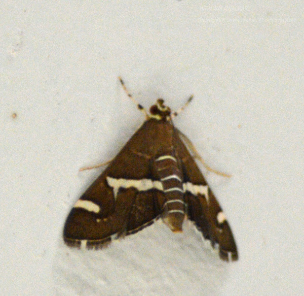 Beet Webworm | Project Noah