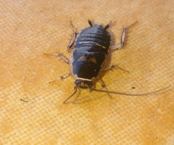 White-edged Cockroach - Nymph | Project Noah