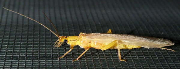 Green-winged Stonefly | Project Noah