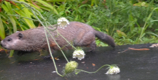 Groundhog | Project Noah