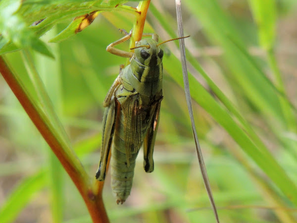 Red-legged grasshopper | Project Noah