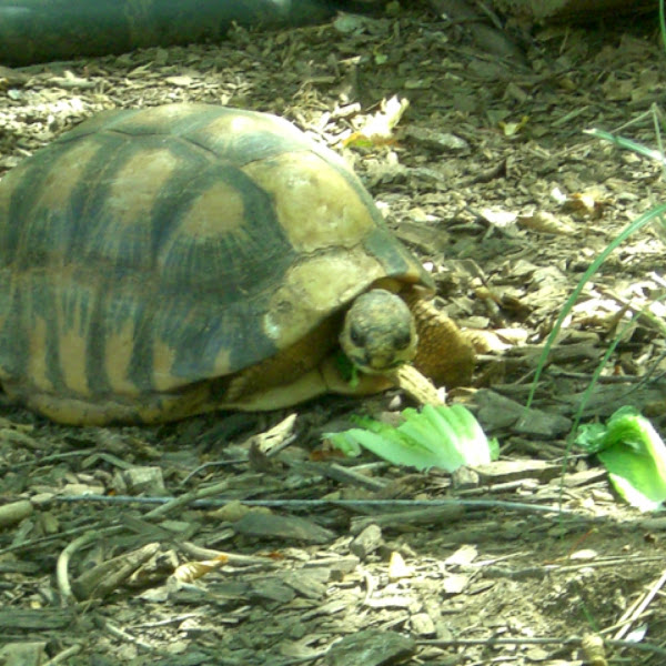 Russian Tortoise | Project Noah