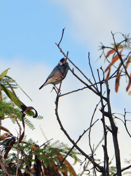 Java Sparrow | Project Noah