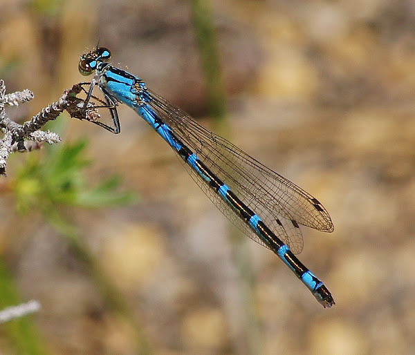 Damselfly | Project Noah