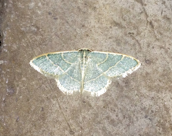 Phoenix Emerald | Project Noah